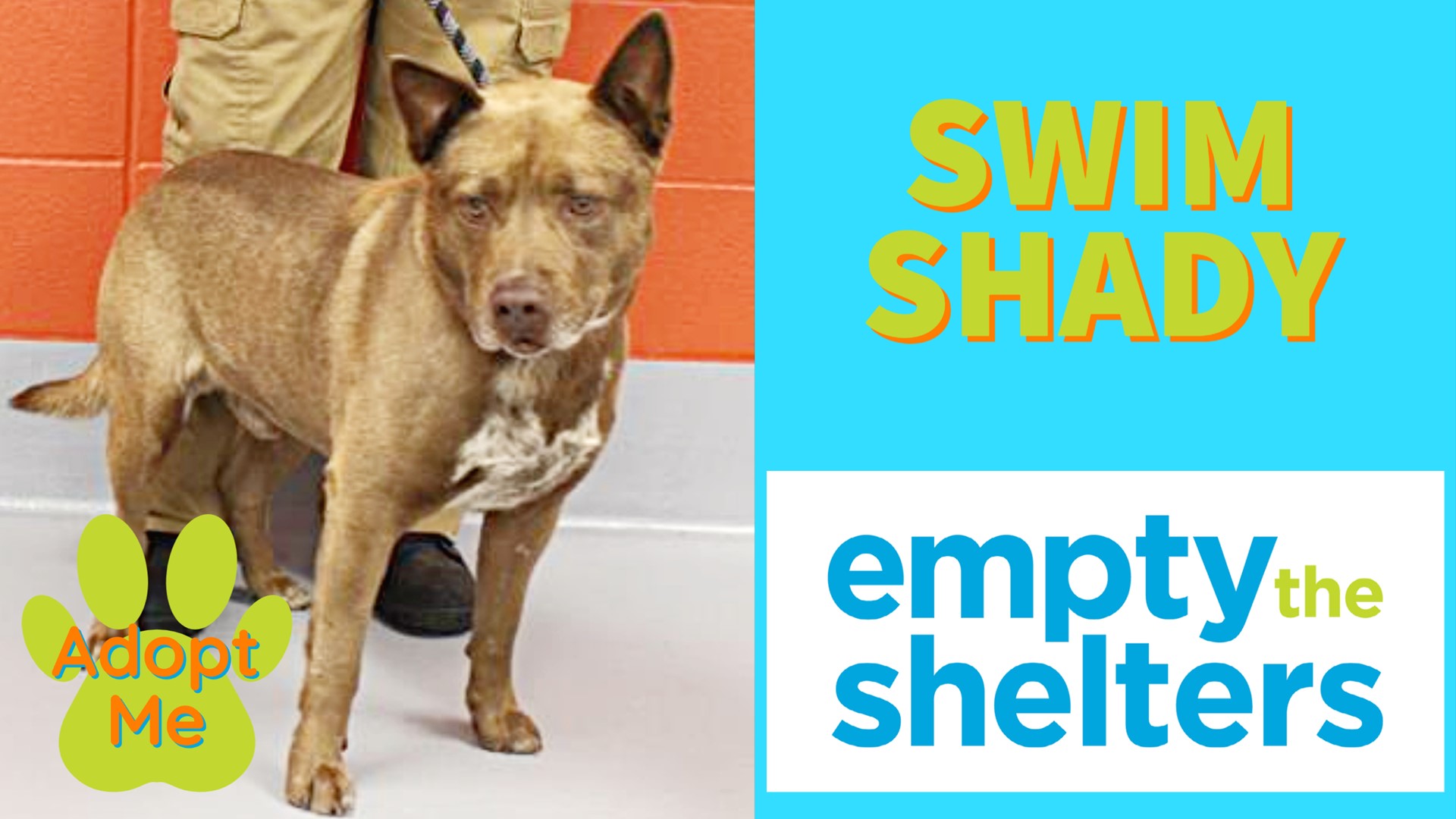 Adopt a pet for free from Animal House Adoption Center: LMAS | whas11.com