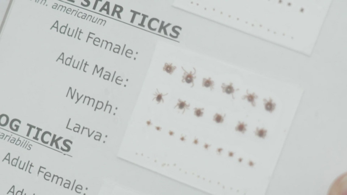 Ticks and hidden health risks this summer | whas11.com
