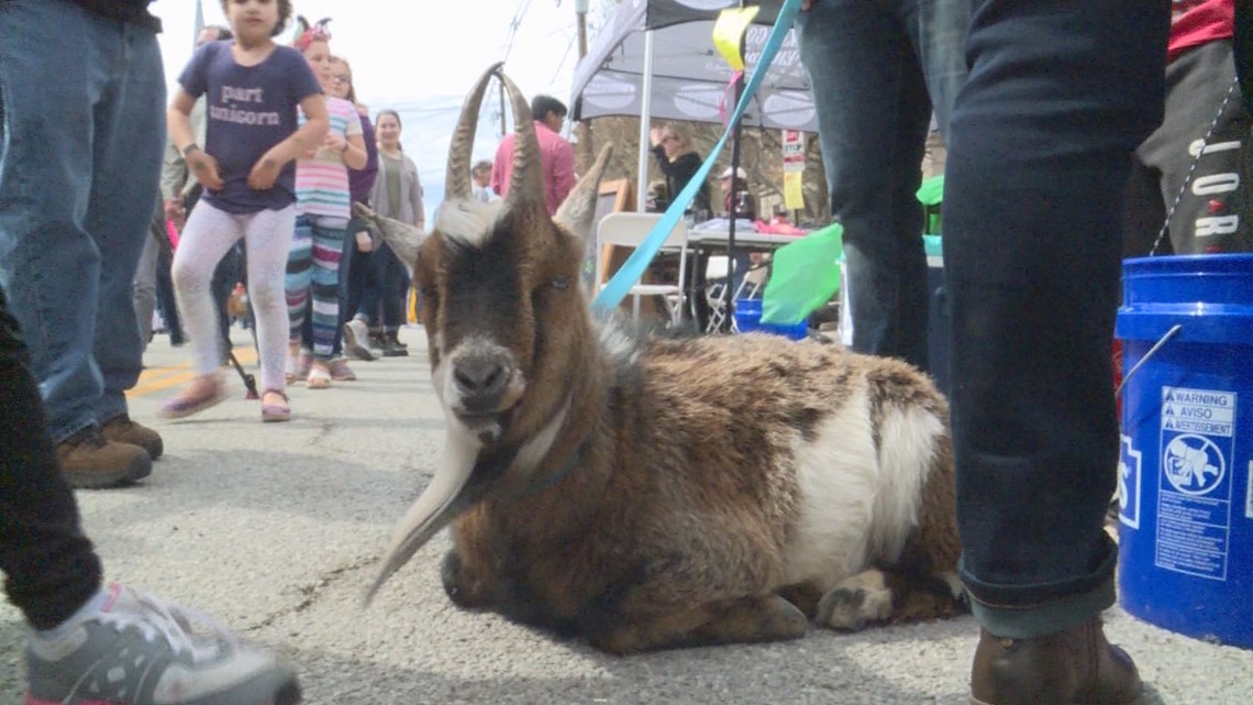 Bock Fest brings goat racing back to NuLu | whas11.com
