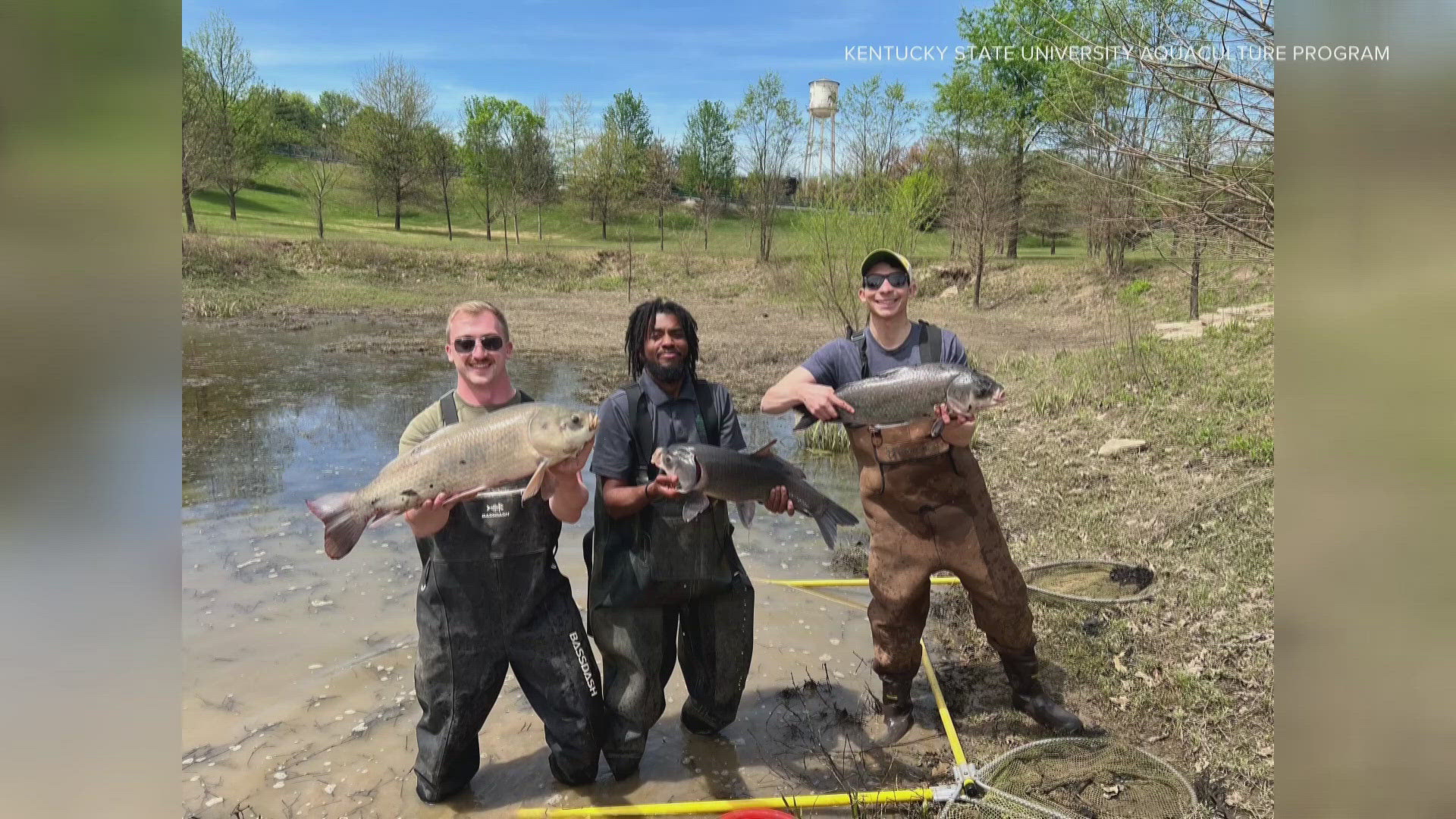 Coyote sightings in Kentucky: Here's what to do if you see one | whas11.com