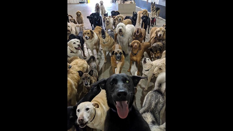 Pack of dogs take epic 'selfie,' and it is everything we ever wanted ...