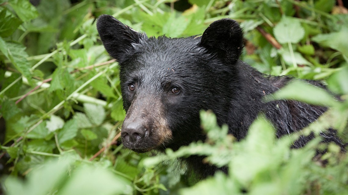 Indiana DNR investigating after vehicle hits black bear on I-64 in ...