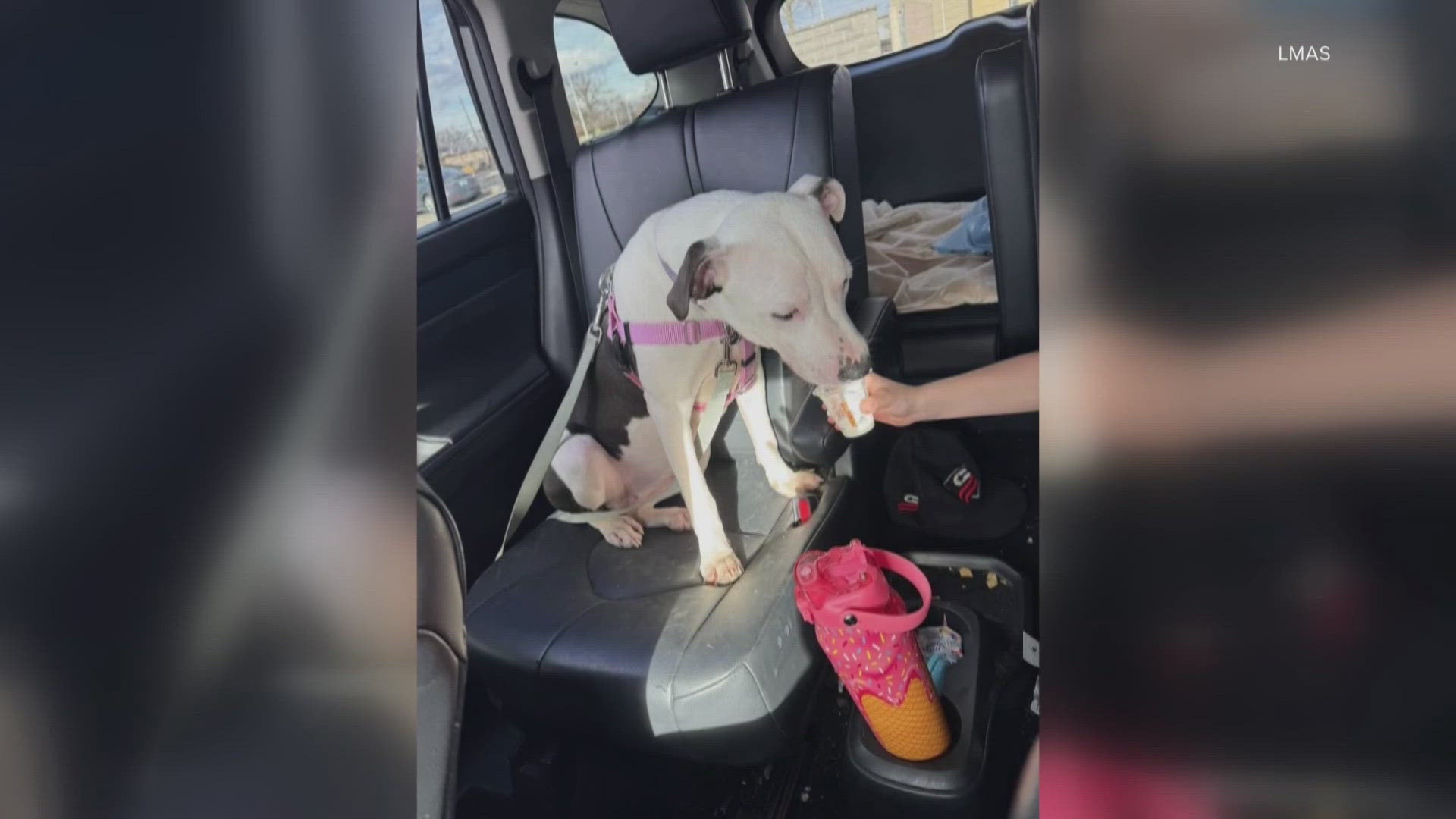 Waymo self-driving vehicle hits child near elementary school | whas11.com