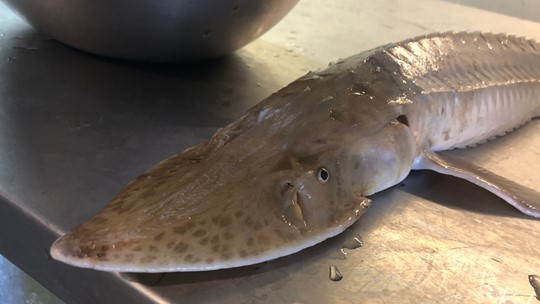This Kentucky fish market is producing 'America's Best' caviar | whas11.com