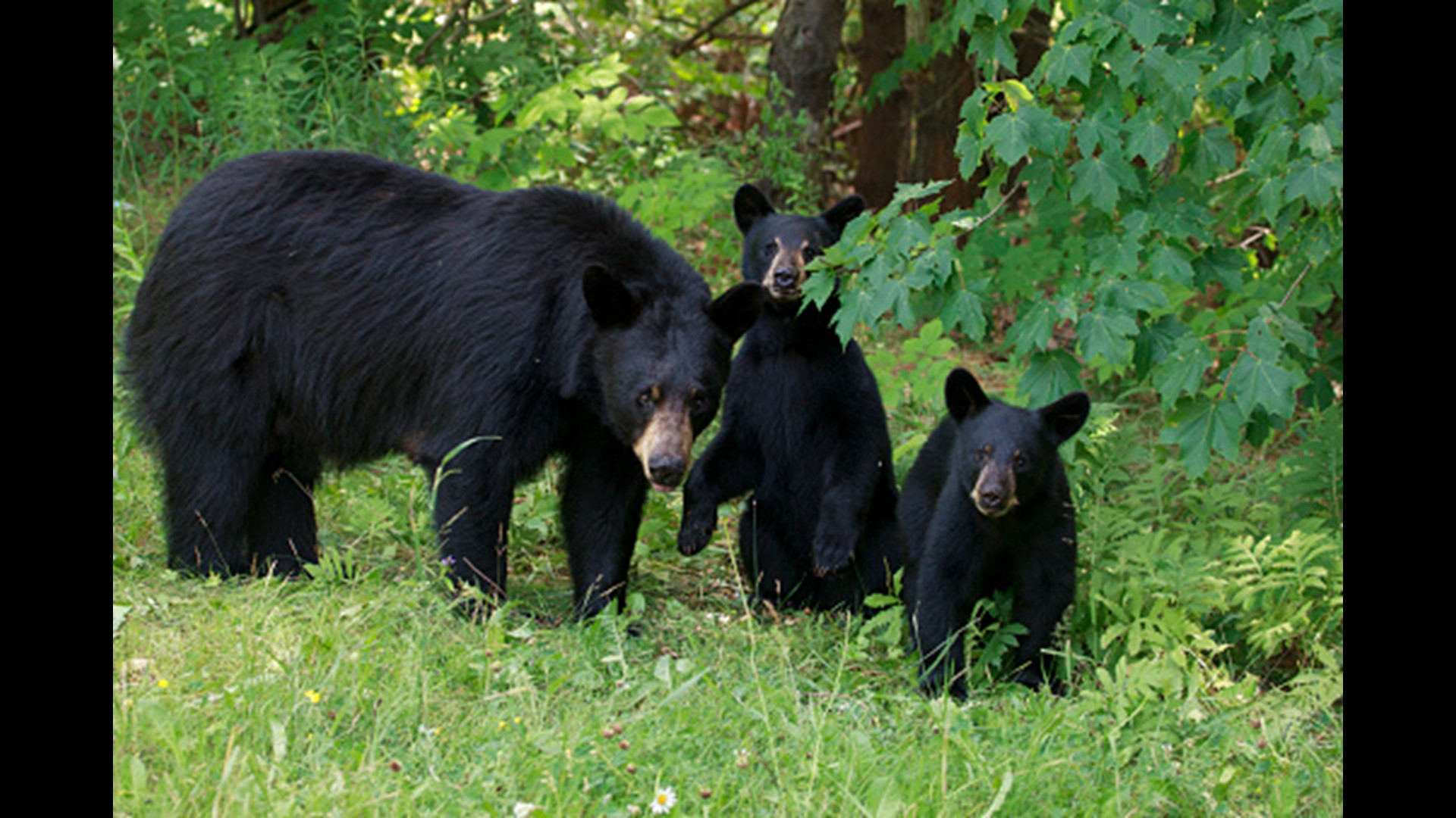 Kentucky official: Don't feed the bears | whas11.com