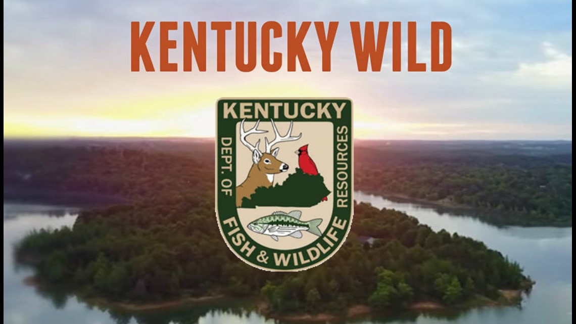 Helping conserve Kentucky wildlife | whas11.com