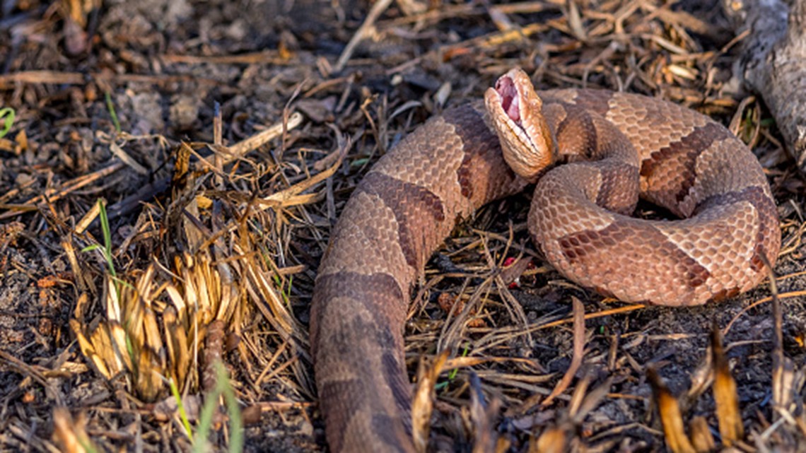 Researchers study copperheads at Red River Gorge | whas11.com