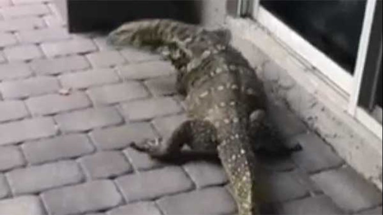 7-foot, 150-pound lizard is terrorizing Florida family | whas11.com