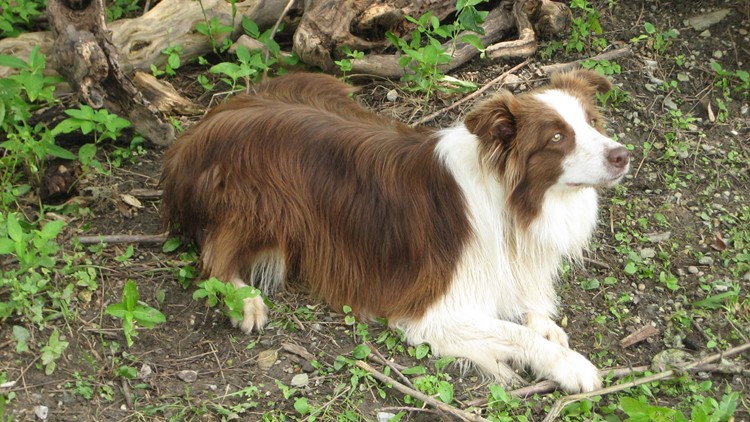 The first female mayor of Rabbit Hash, Lucy Lou, passed away | whas11.com