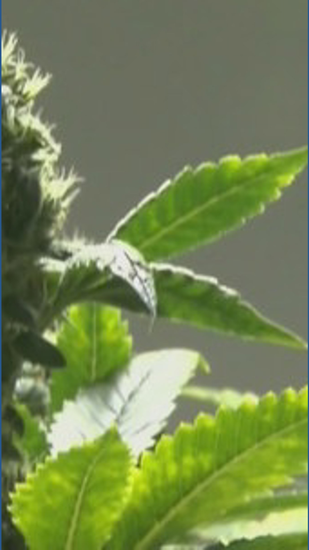 With US reclassifying medical marijuana, is it now legal? | whas11.com