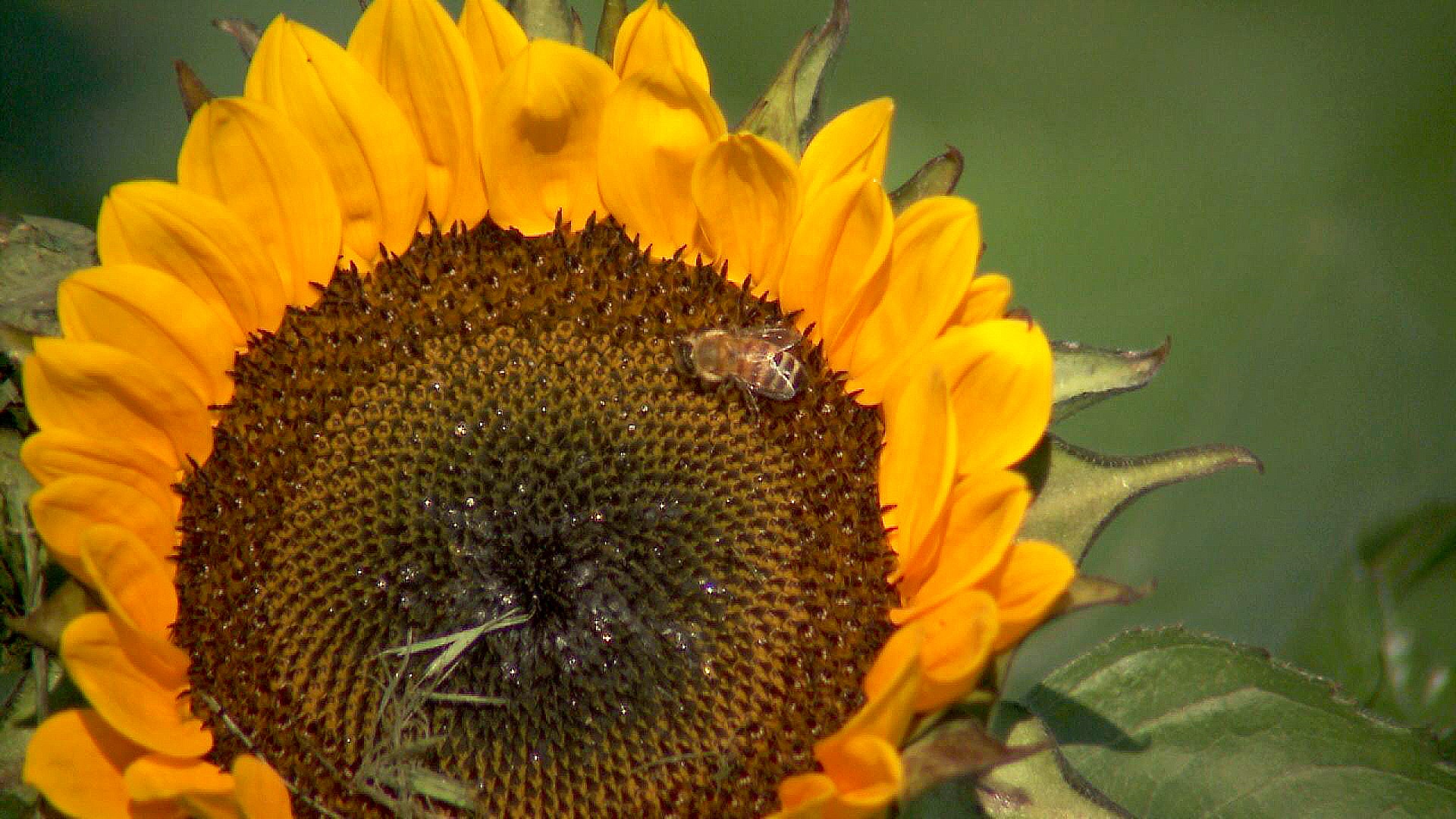 Sunflower filed opens at Cornucopia Farm | whas11.com