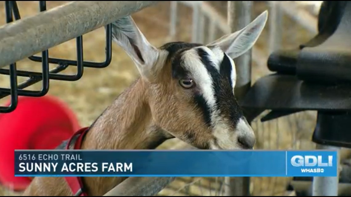 Fall fun at Sunny Acres Farm | whas11.com