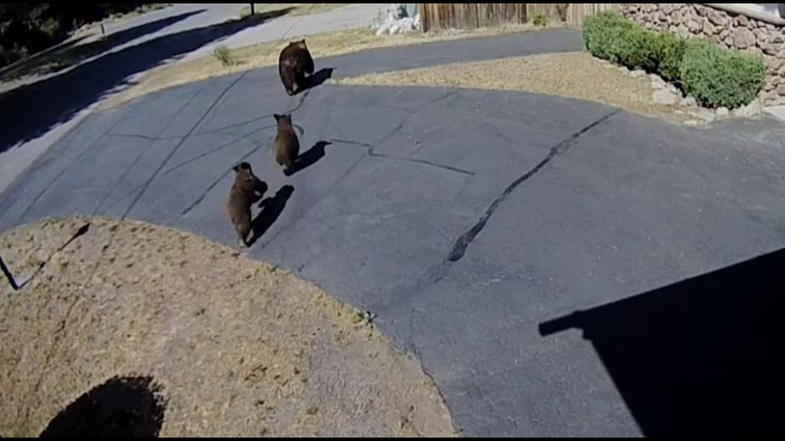 Bizarre animal antics captured on doorbell cameras | whas11.com