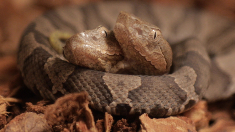 Rare two-headed copperhead snake on display in Frankfort | whas11.com