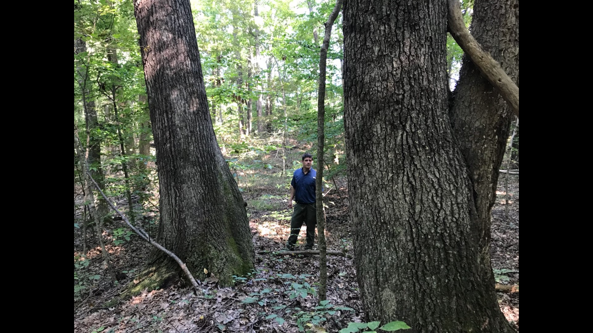 Bernheim Forest 'Colorfest' this Saturday celebrates exciting growth ...