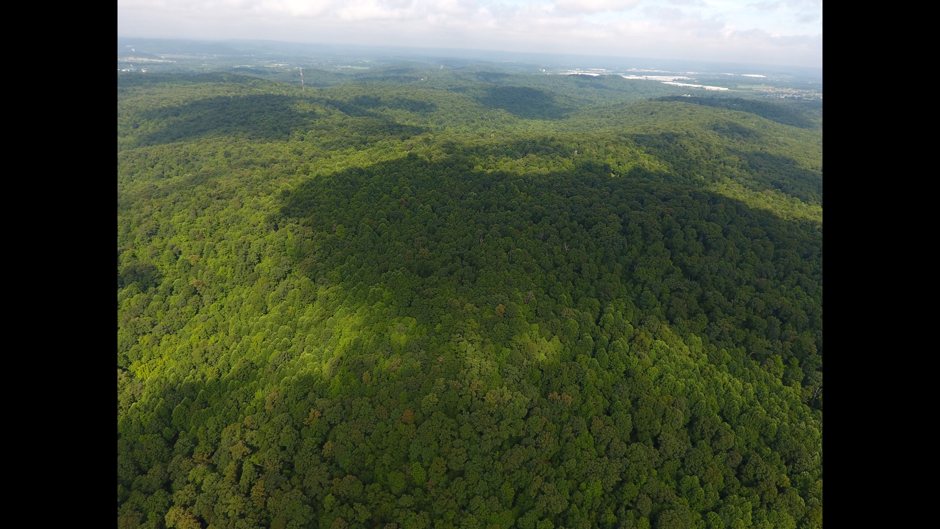 Bernheim Forest 'Colorfest' this Saturday celebrates exciting growth ...