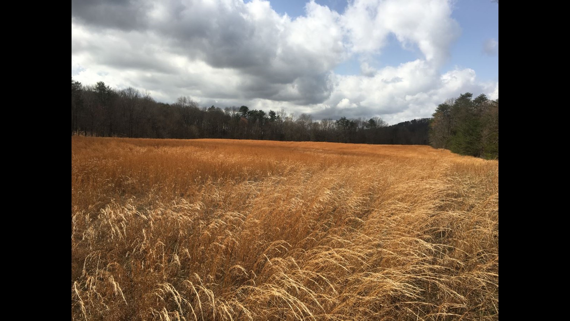Bernheim Forest 'Colorfest' this Saturday celebrates exciting growth ...