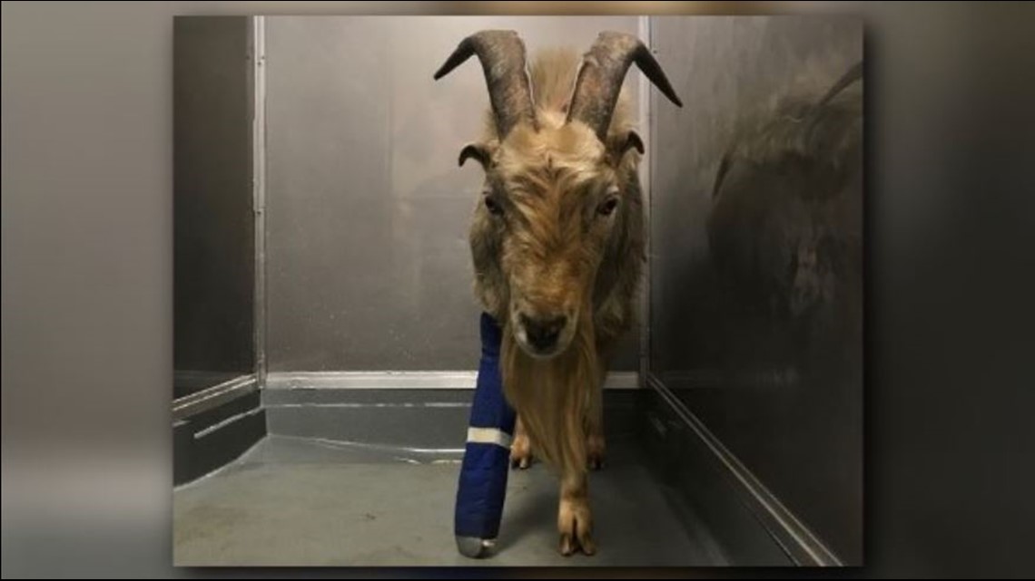 Houdini the I-65 goat expected to make 'full and complete recovery ...