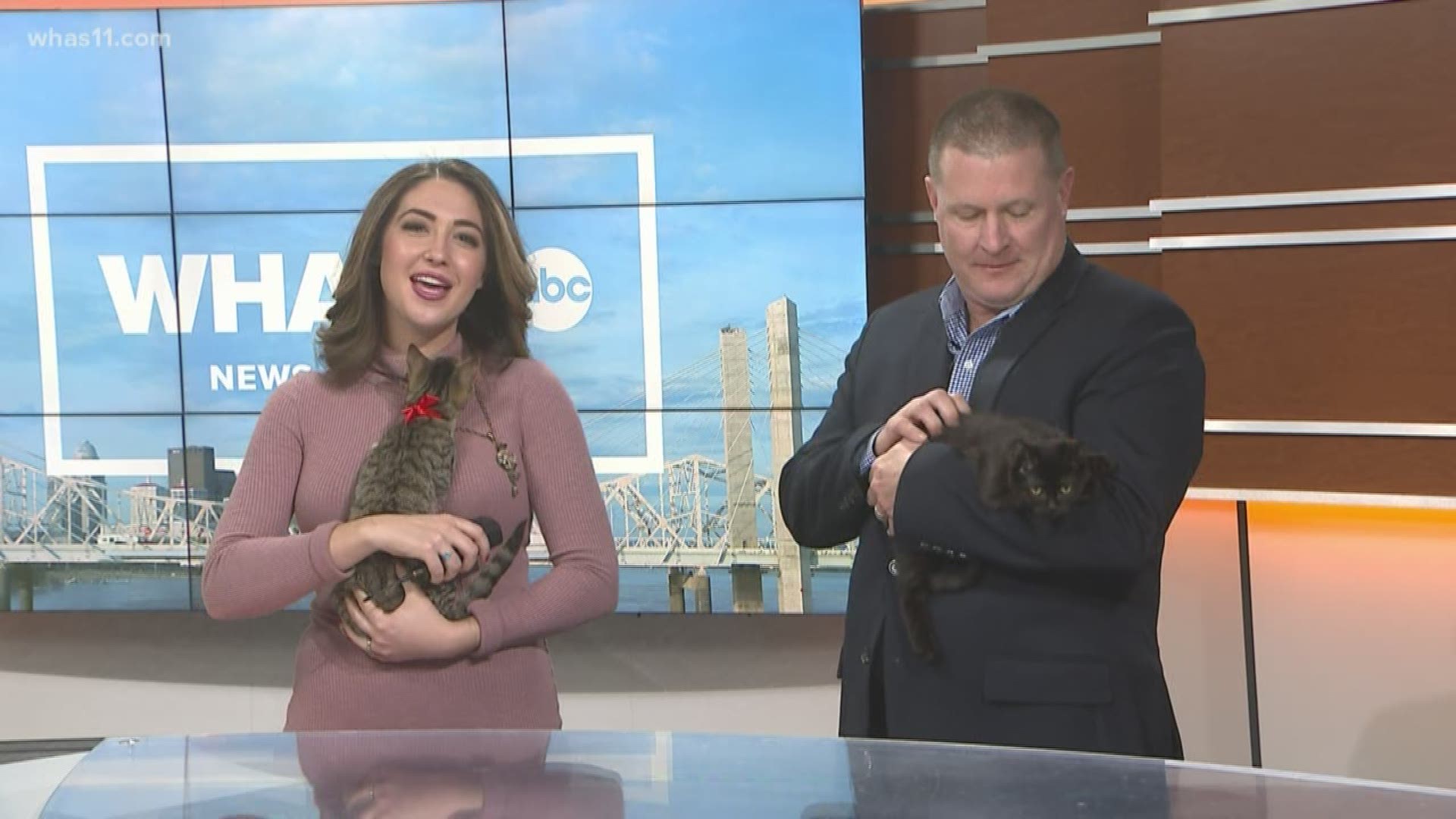 Pet of the Week: Reed and Quinn | whas11.com