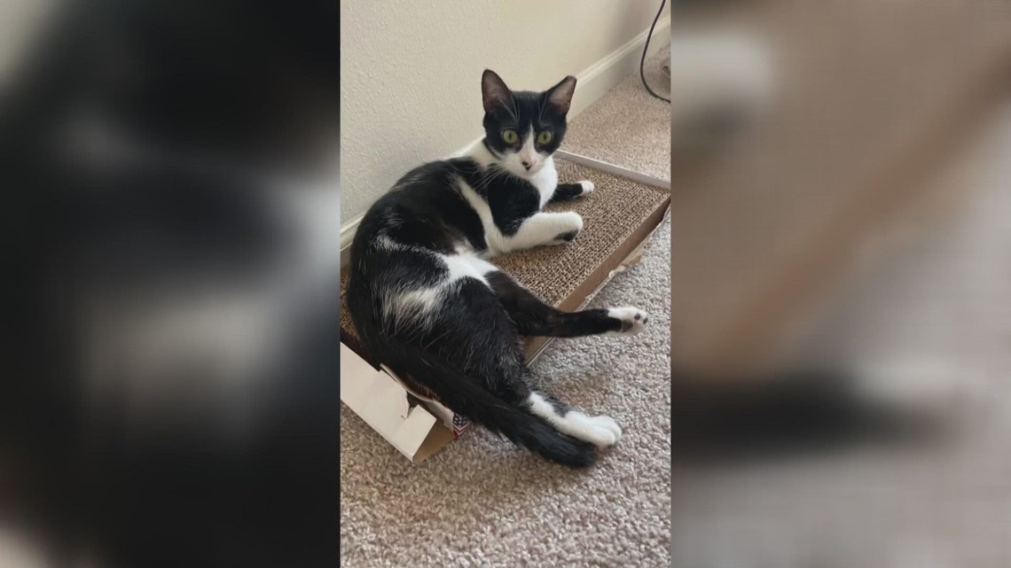 Meet WHAS11 Meteorologist Alden German's newest foster, Nibbie ...