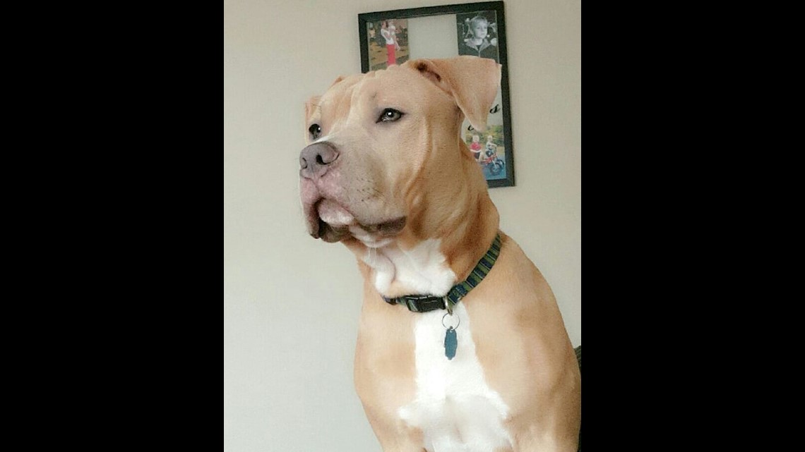 Bad Breed or Bad Rap | The trouble with adoptions and the stigma ...