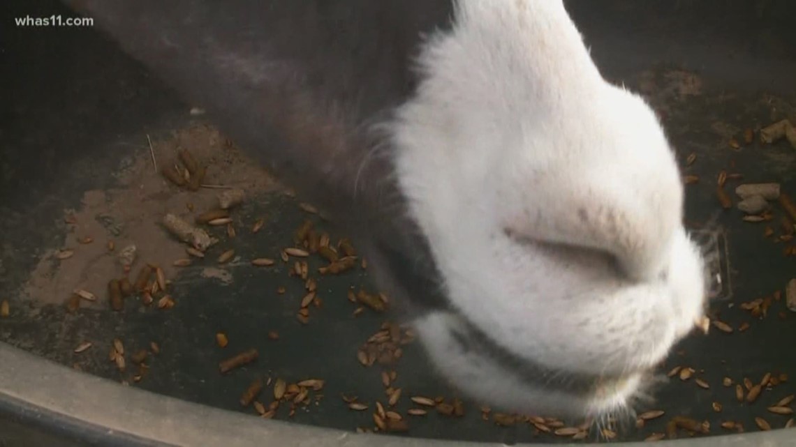 Llamas killed in mysterious attack, LMAS says | whas11.com