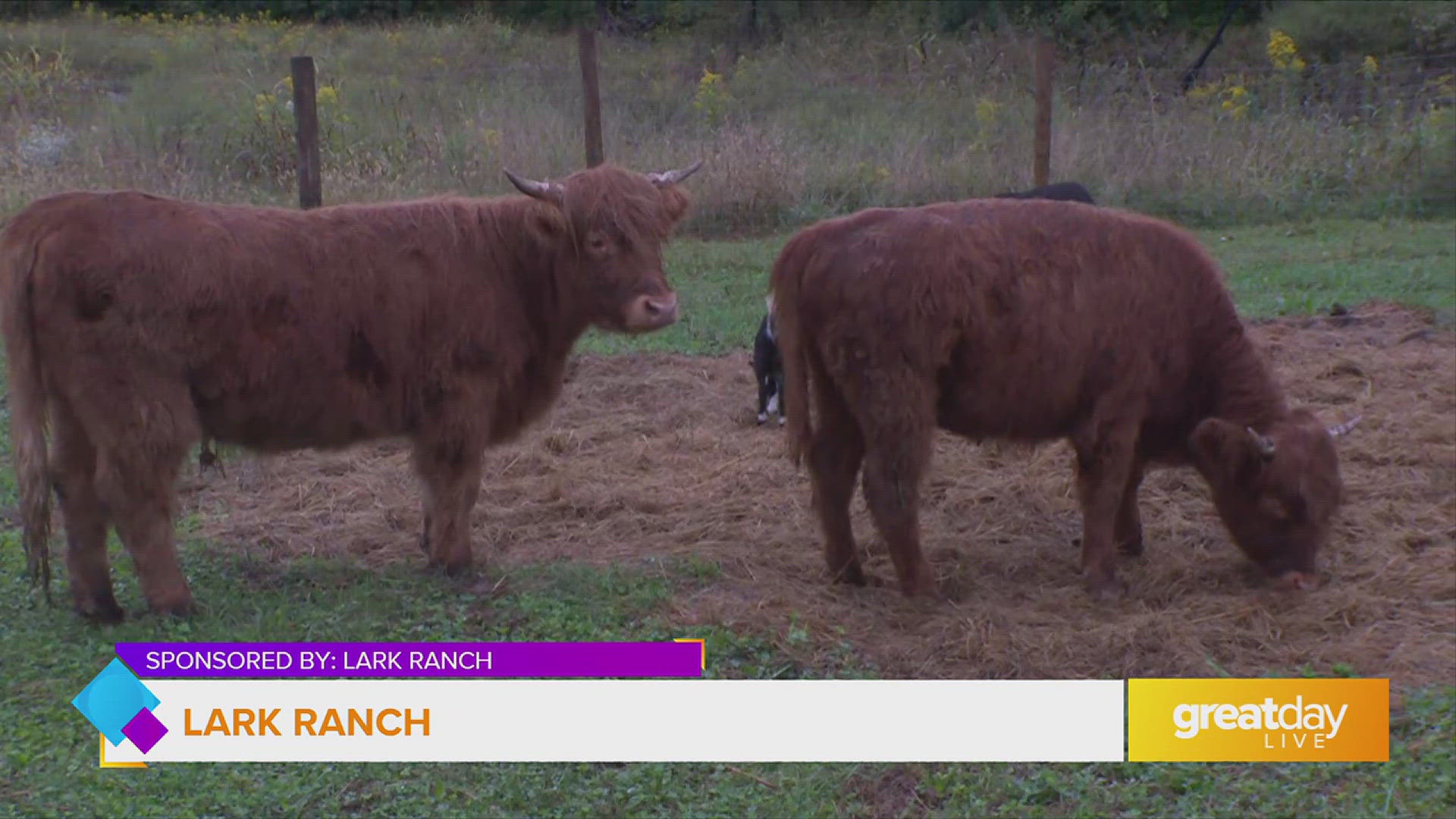 Enjoy Fall Fun at Lark Ranch in Southern Indiana | whas11.com
