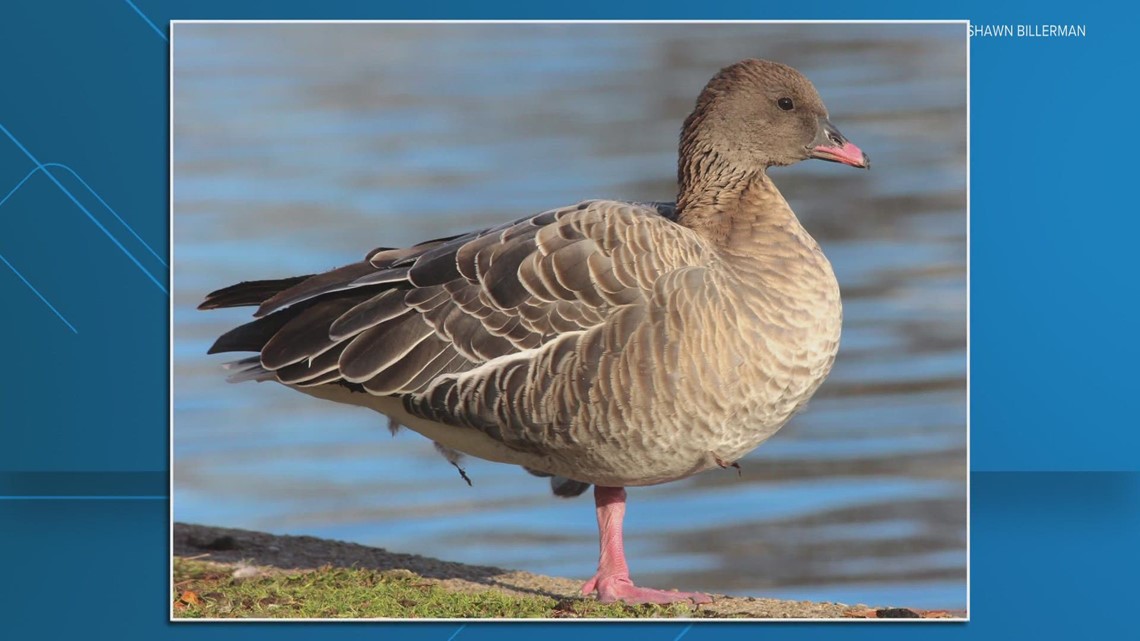 Rare bird spotted in Kentucky | whas11.com
