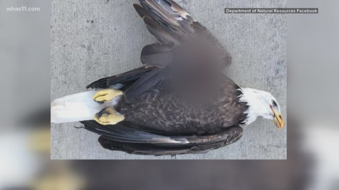 $500 reward offered for information in bald eagle shooting | whas11.com