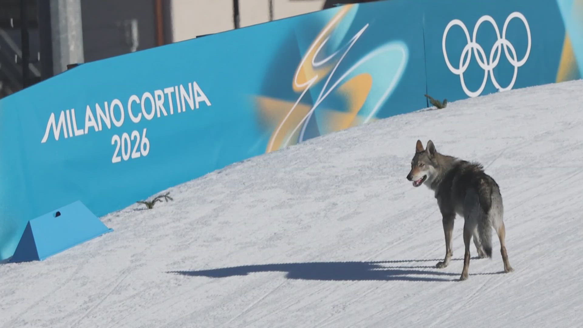Dog crashes women’s cross-country ski race | whas11.com