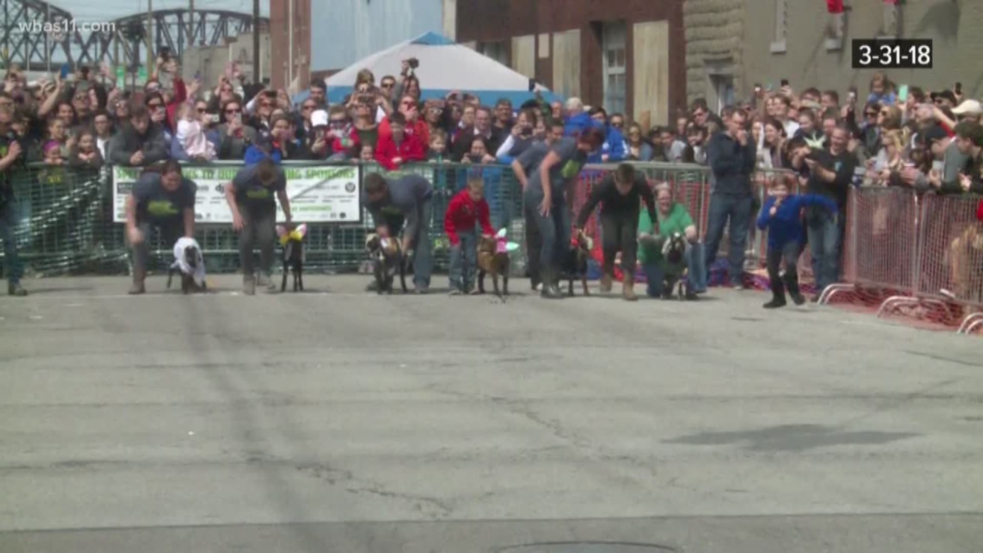 NULU Bock Fest is all about the goats | whas11.com