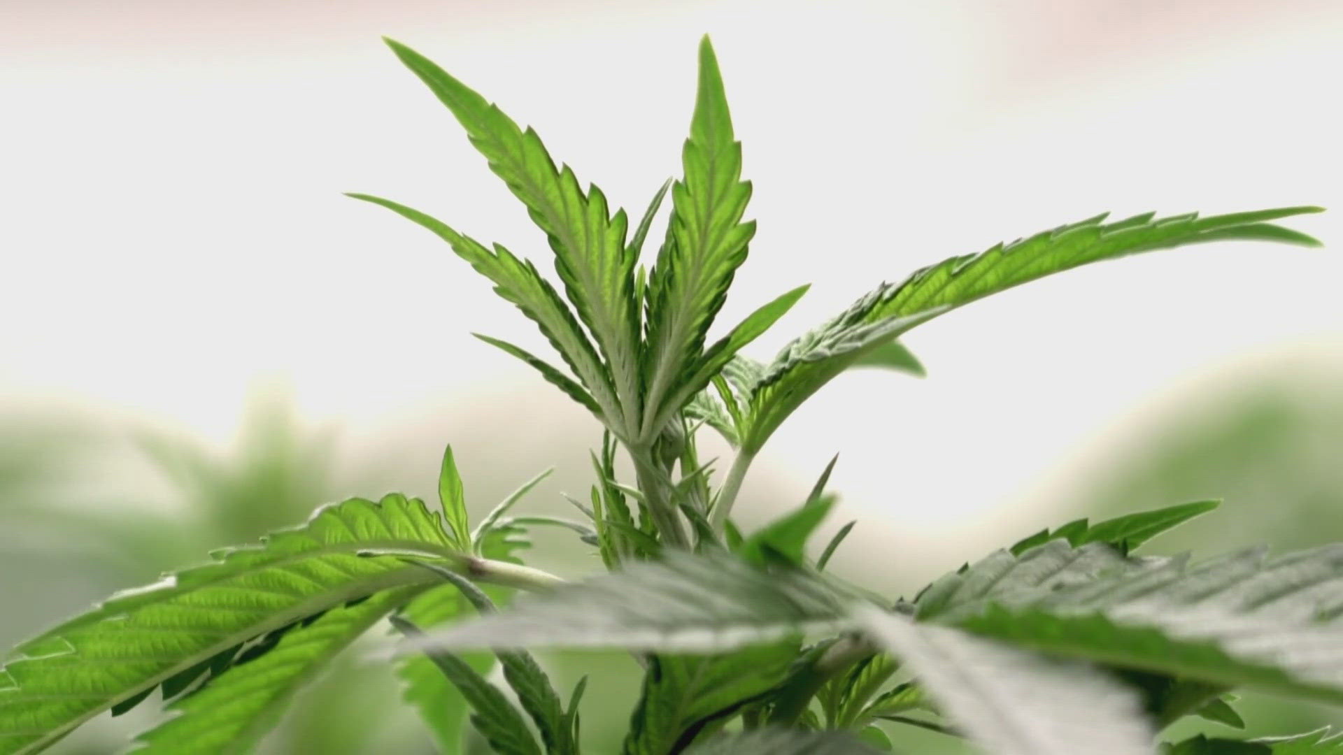 Indiana could be next to crack down on hemp — and business owners are ...