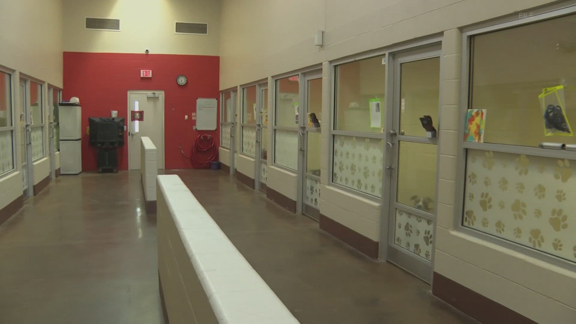 LMAS halts adoptions, stops taking in dogs after possible case of ...