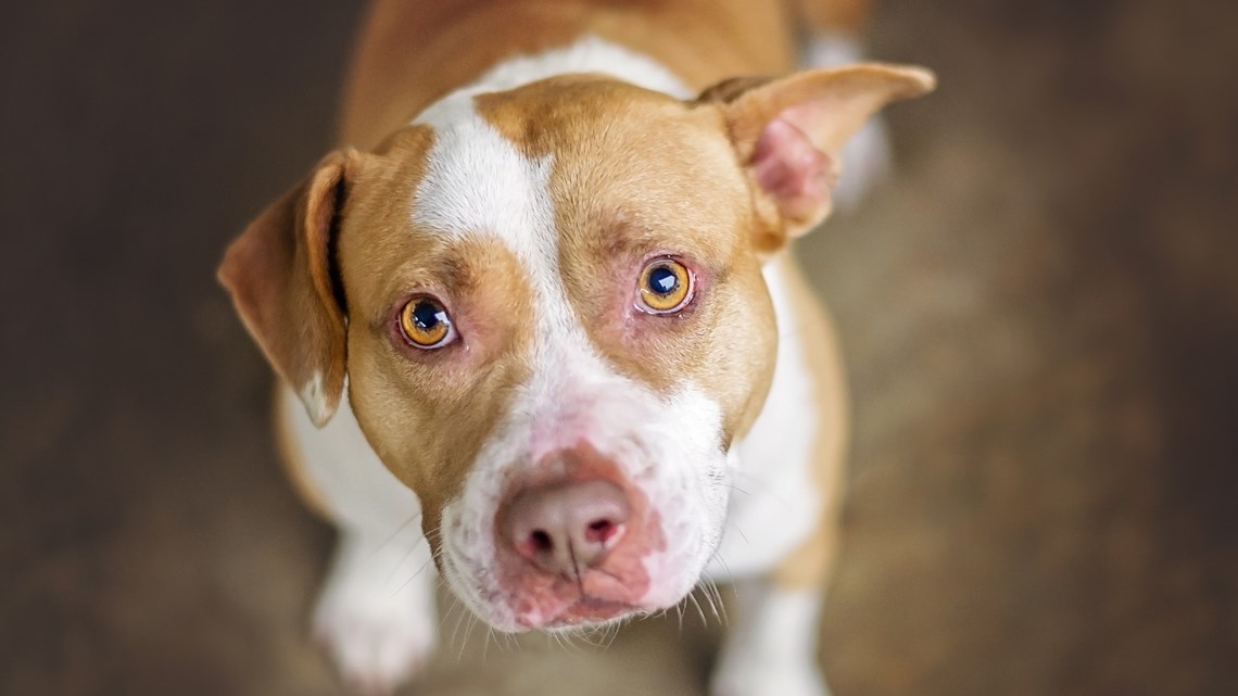 Prison animal programs are benefitting both inmates and hard-to-adopt ...