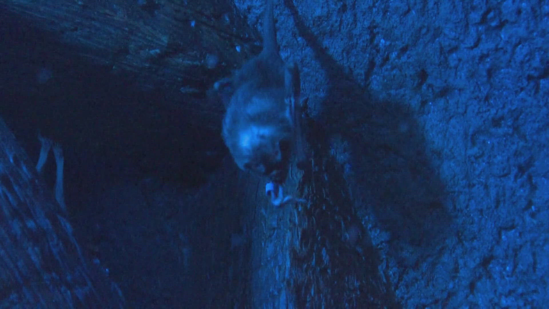 A bat found in Louisville tested positive for rabies. What you need to ...