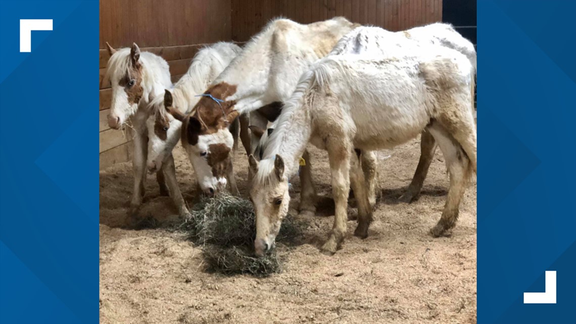 Dozens of horses in 'poor condition' rescued from Kentucky farm ...