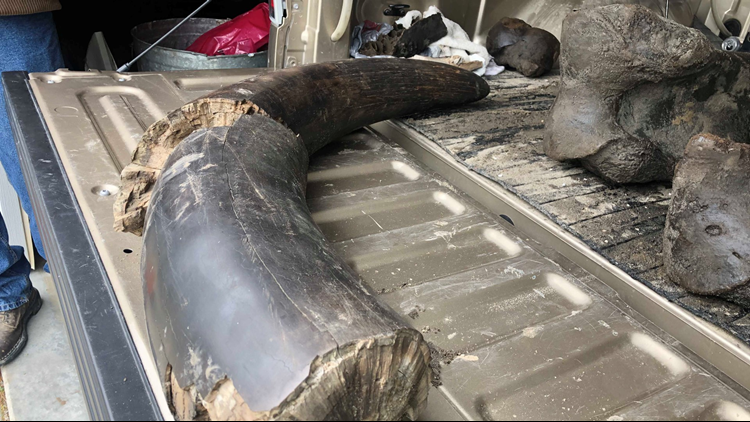 Mastodon bones found in southern Indiana now at state museum | whas11.com