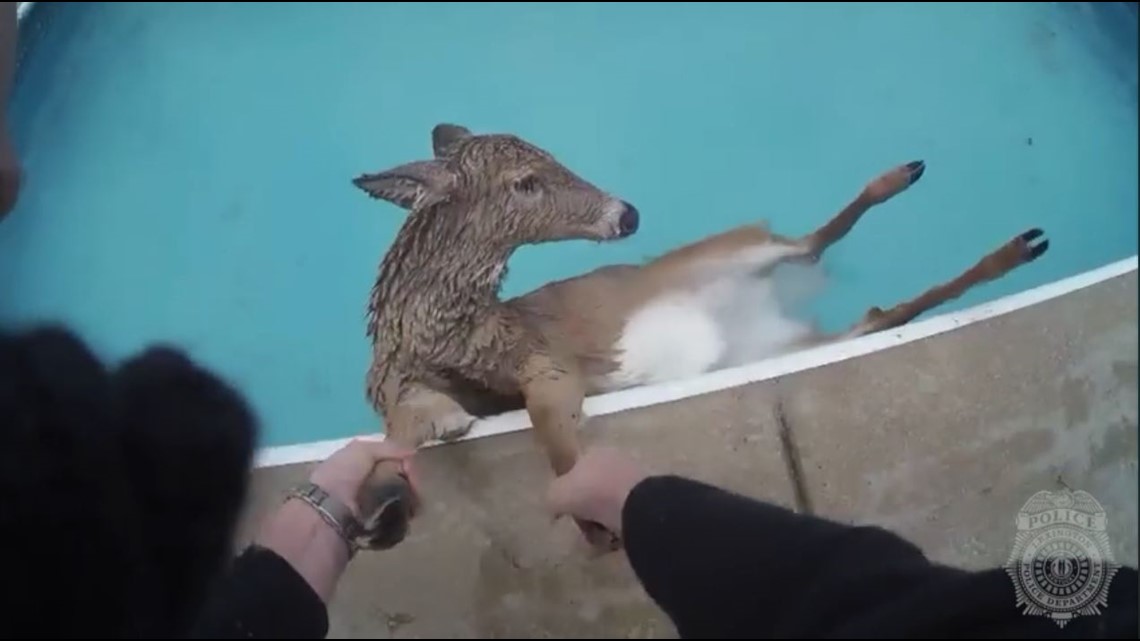 Lexington Police officer helps save deer stuck in swimming pool ...