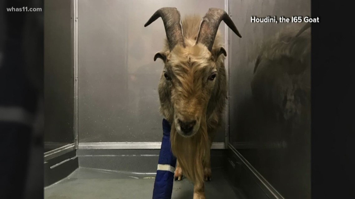 Beloved goat that was injured in traffic mishap gets new home | whas11.com