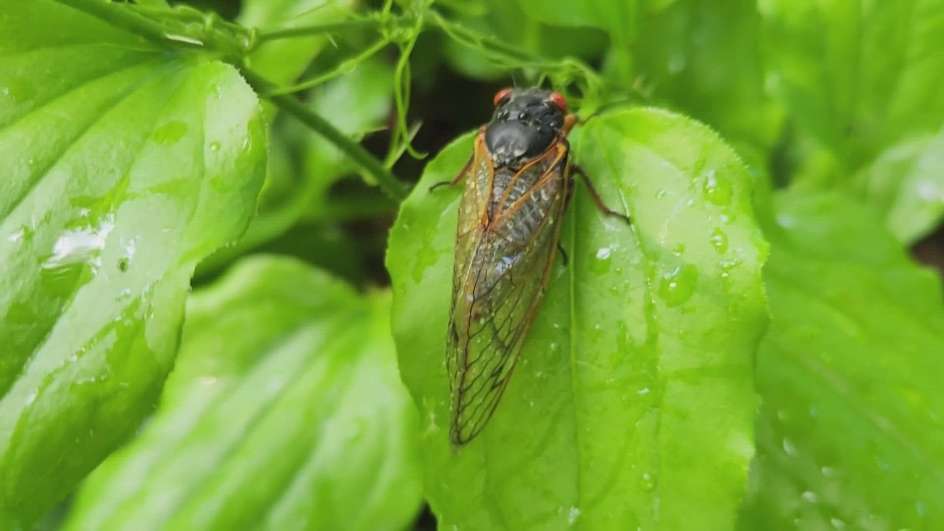 Cicadas in Kentucky 2025 | Kentucky to be 'epicenter' of cicada ...
