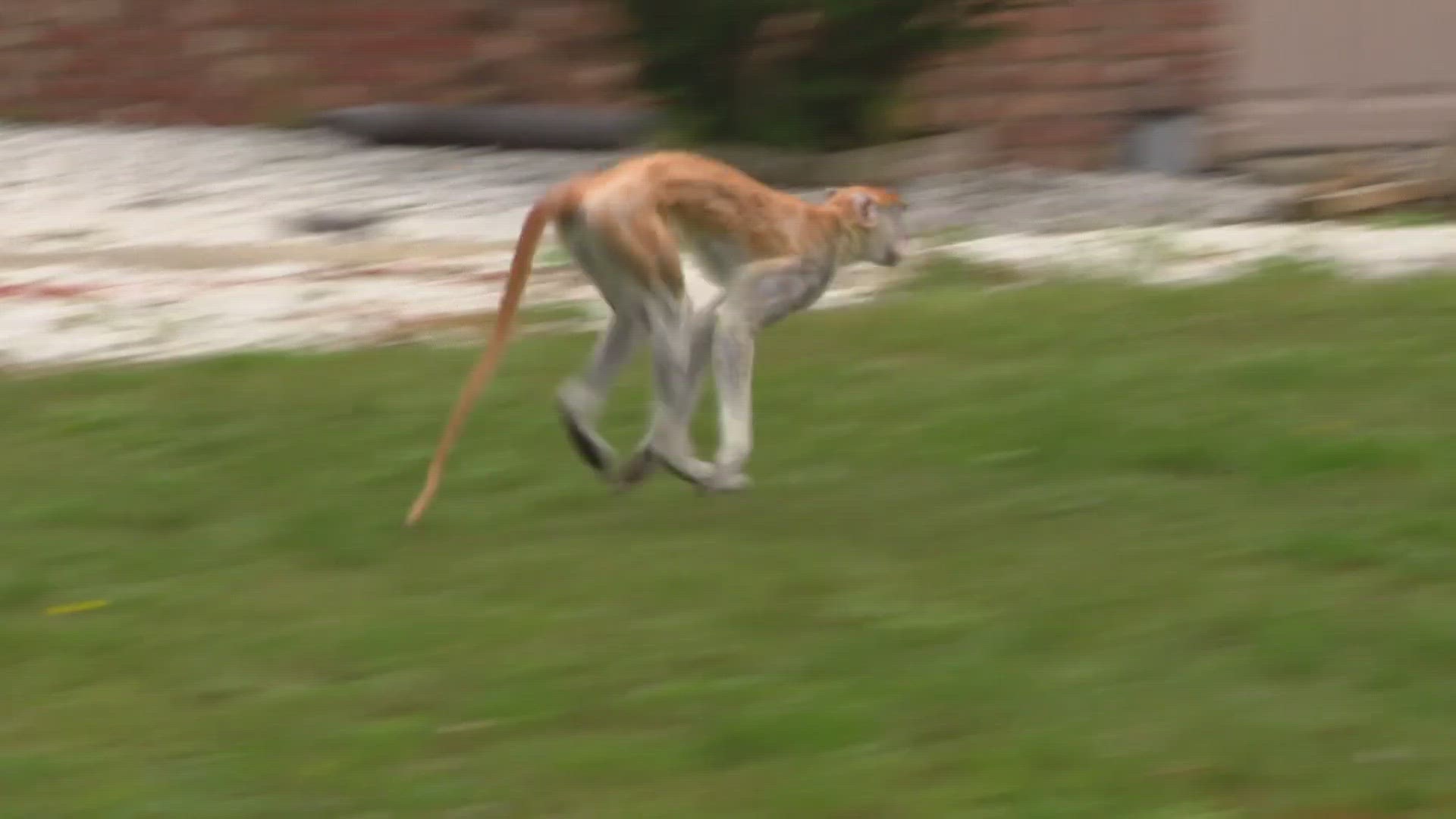 Loose monkey in east Indy neighborhood captured | whas11.com