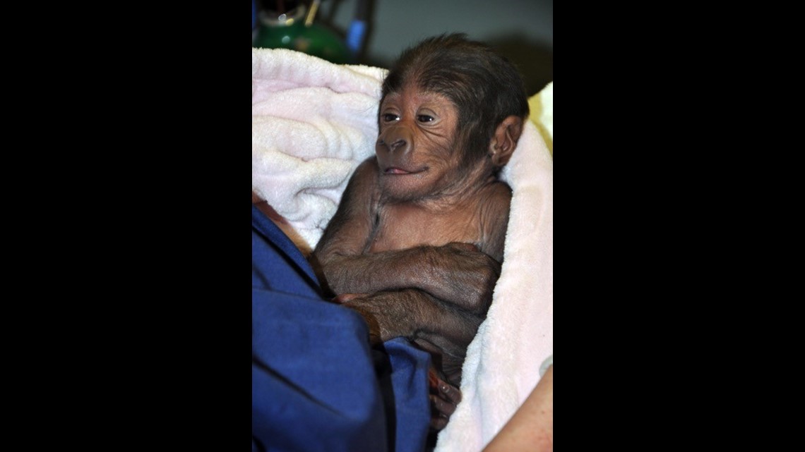 Baby gorilla born via cesarean; mother passes away | whas11.com