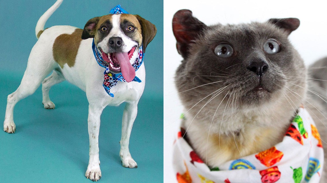 Celebrate Adopt a Shelter Pet Day by bringing home a new furry friend ...