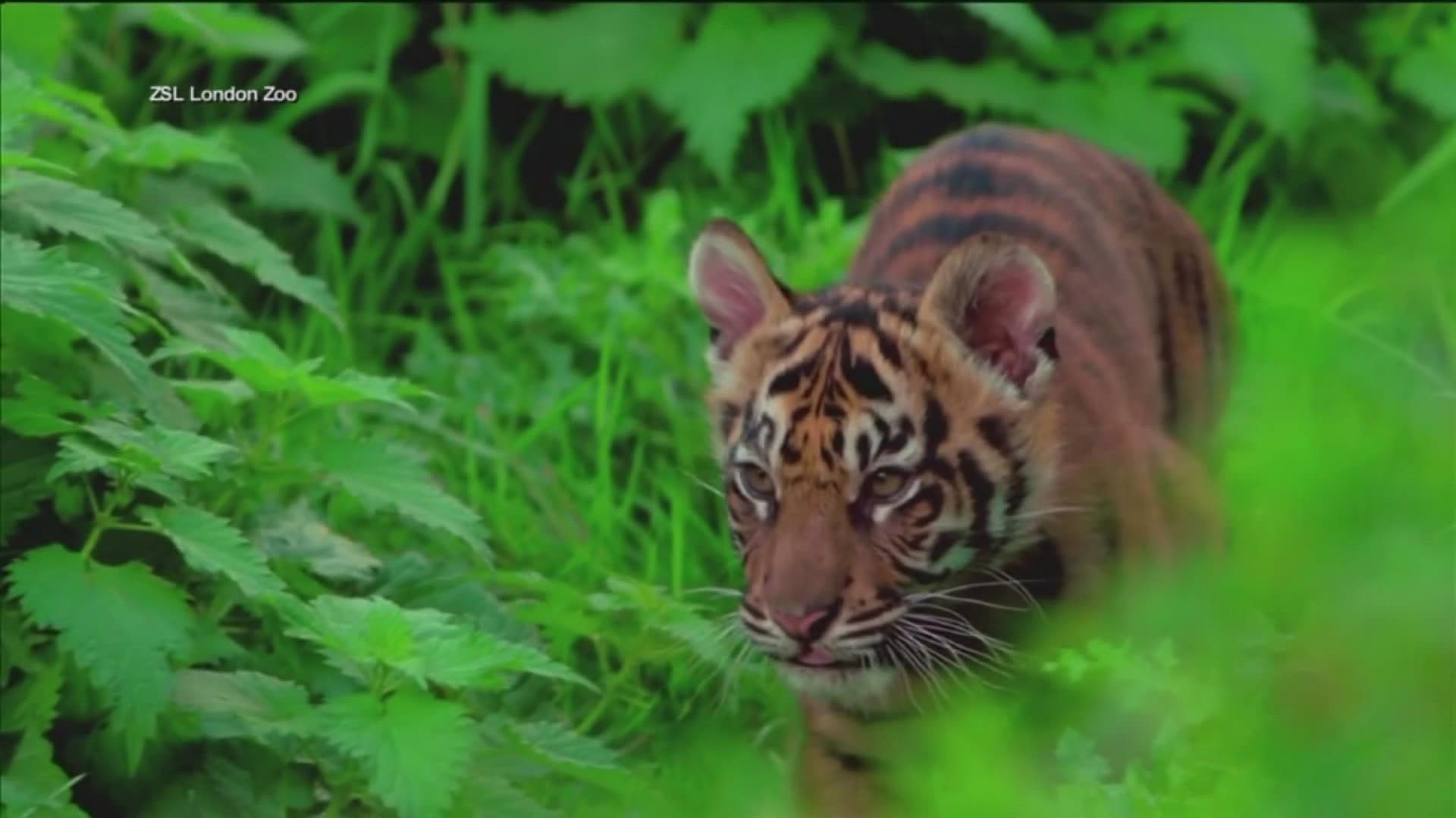 Endangered tigers at London zoo named for charity | whas11.com