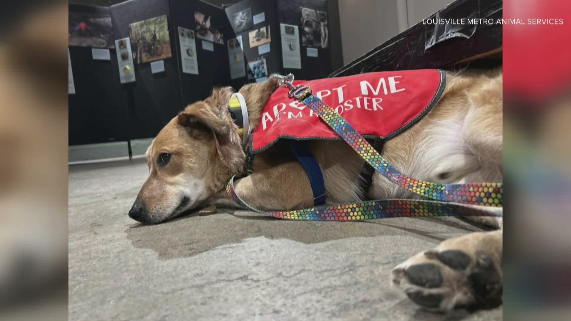 Nationwide salmonella outbreak caused by dietary supplement triggers ...