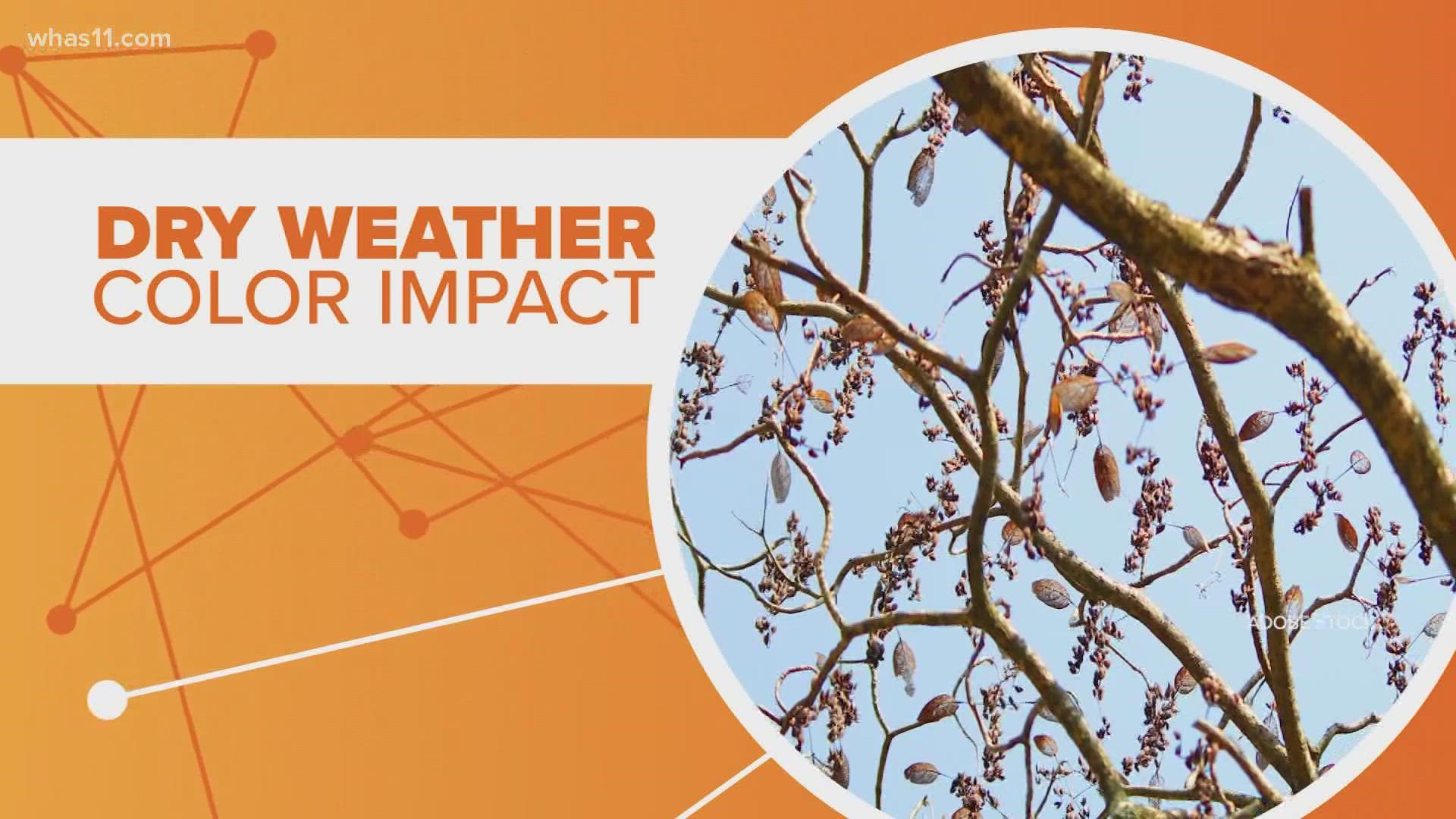 Why Are Trees Losing Leaves Earlier This Year Whas11