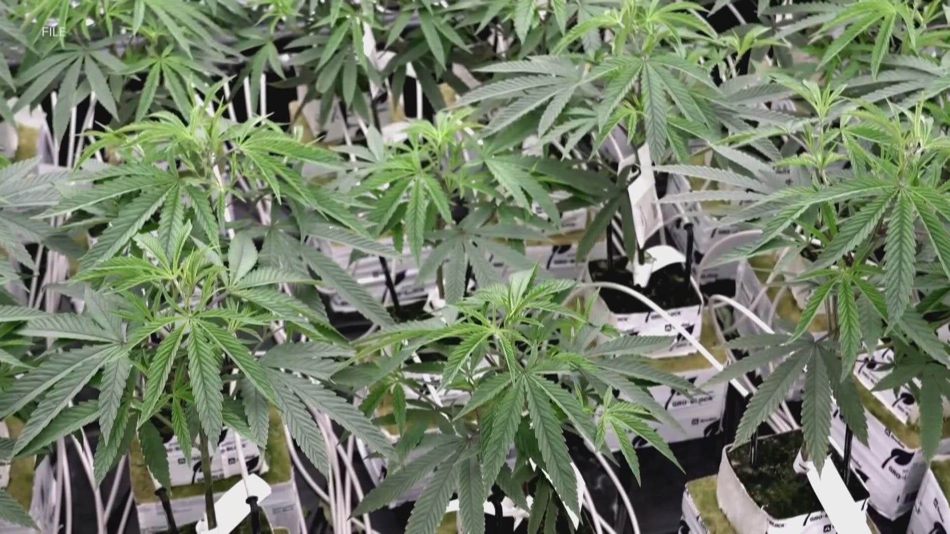 Gov. Andy Beshear urges expansion of medical cannabis program to aid ...