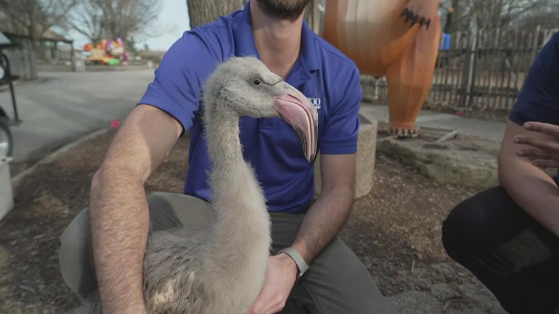 Meteorologist Alden German helps show off animals at the Louisville Zoo ...