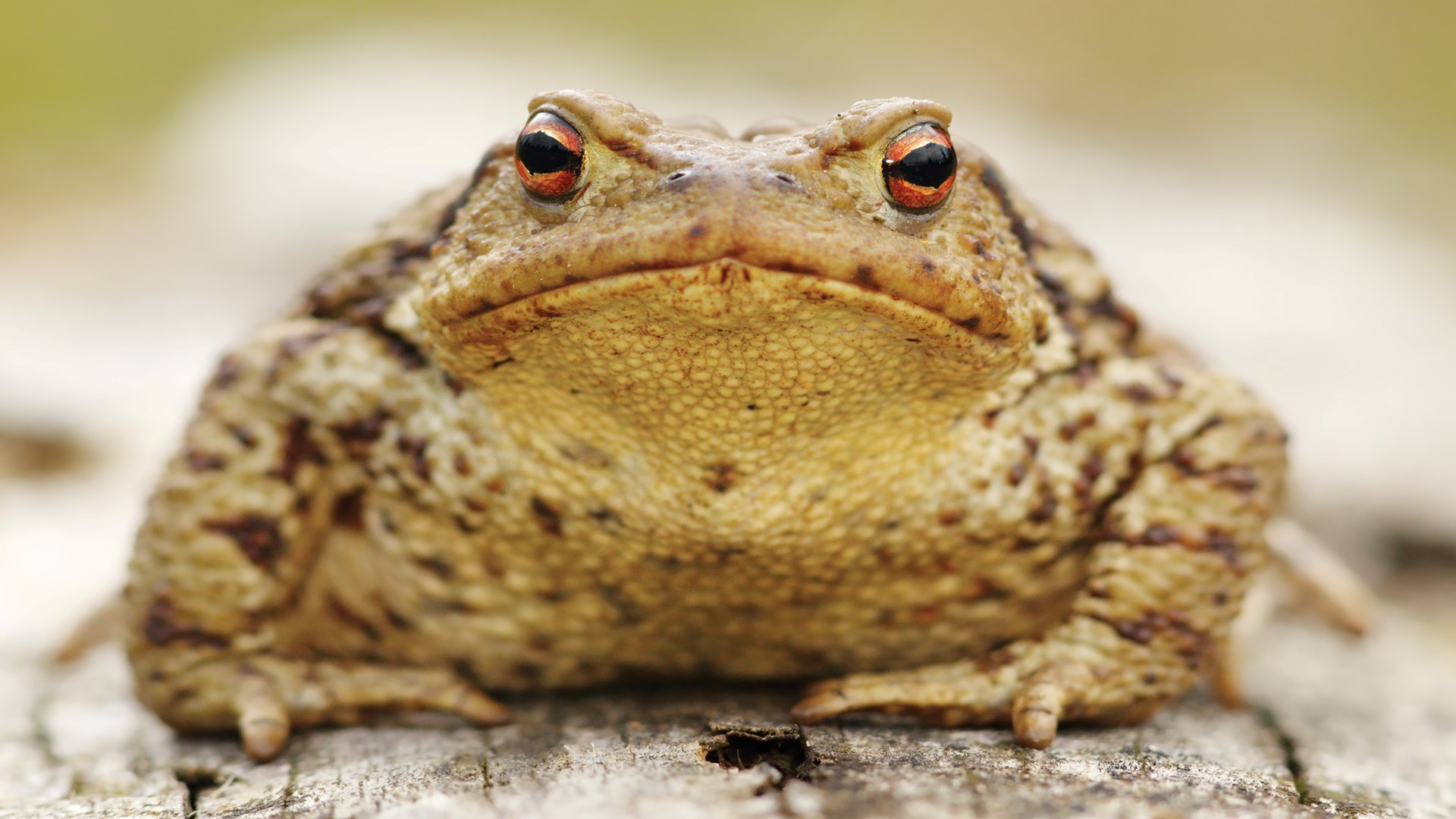 Poisonous toads infest suburban Florida neighborhood | whas11.com