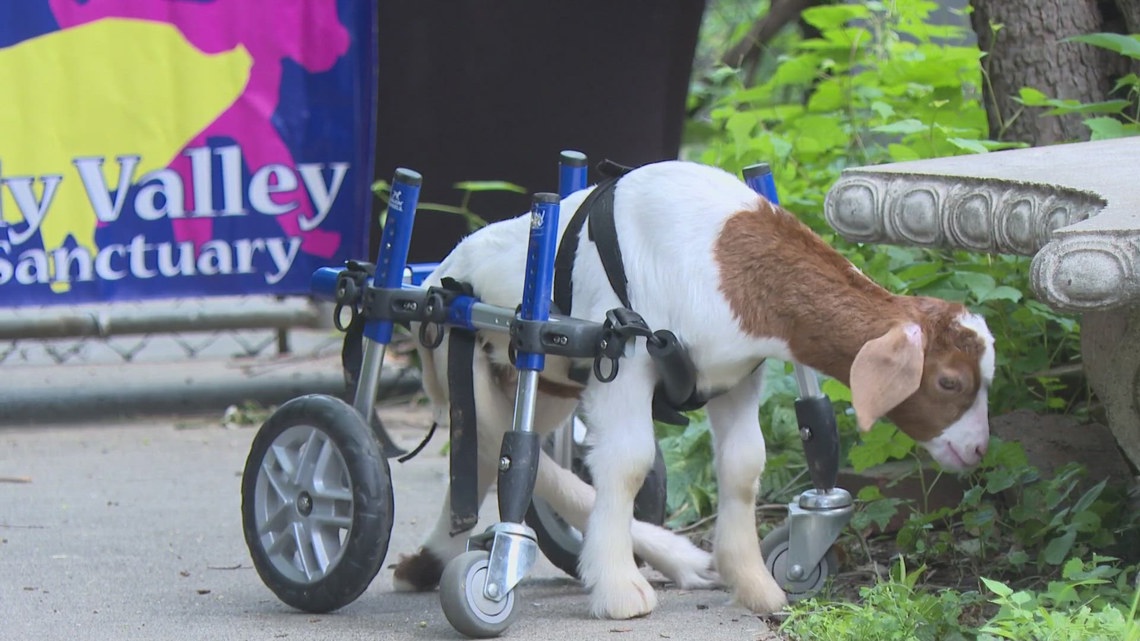 Paralyzed baby goat given wheelchair in Louisville | whas11.com